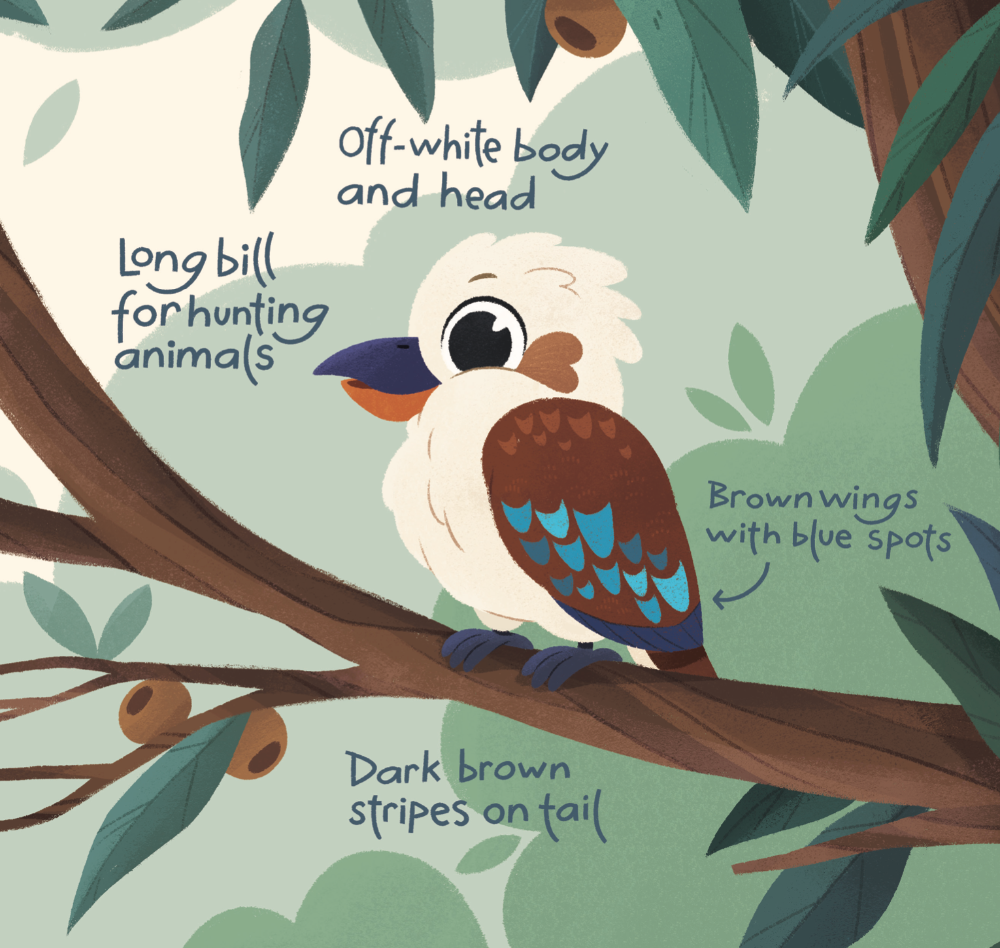 BINKABU | Little Kook's Laugh | Aussie Birds Children's Book